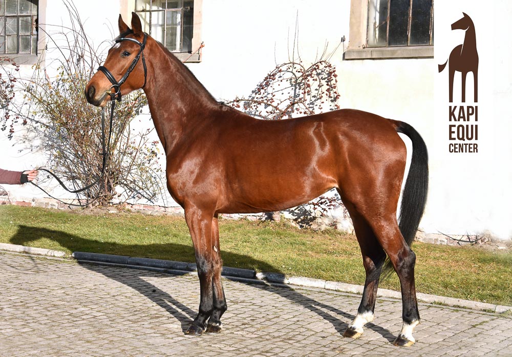 Lady Coco - KAPI EQUI CENTER