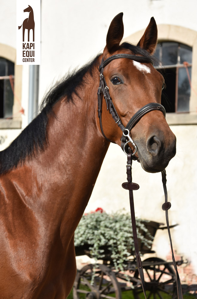 Lady Coco - KAPI EQUI CENTER