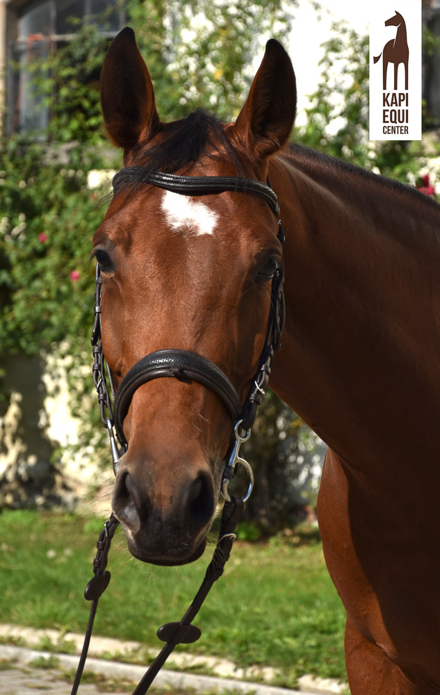 Lady Coco - KAPI EQUI CENTER